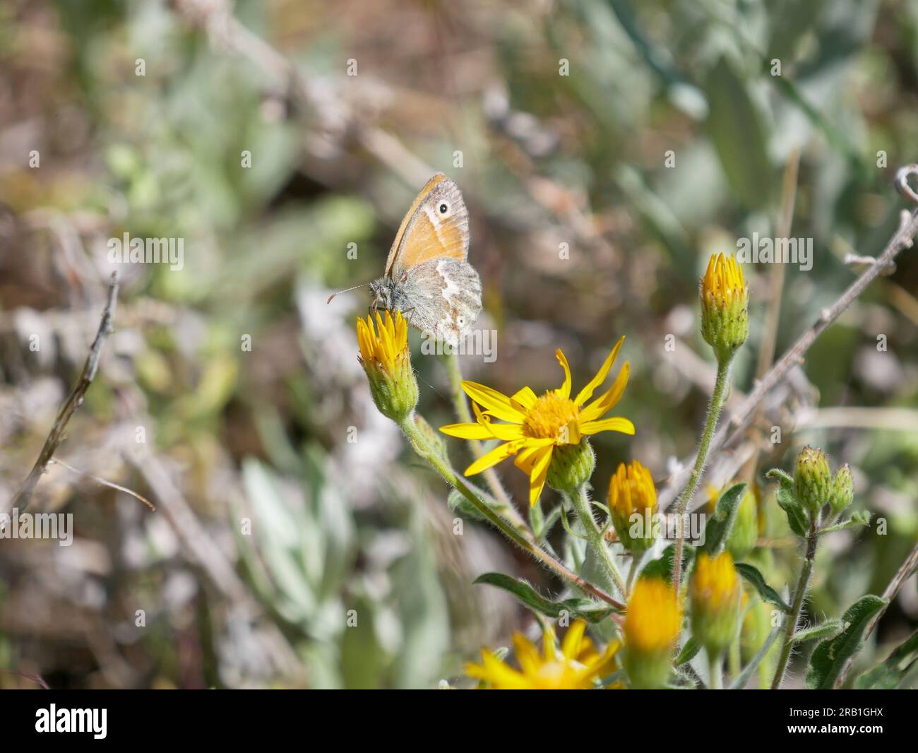 Common ringlet butterfly hi-res stock photography and images - Alamy