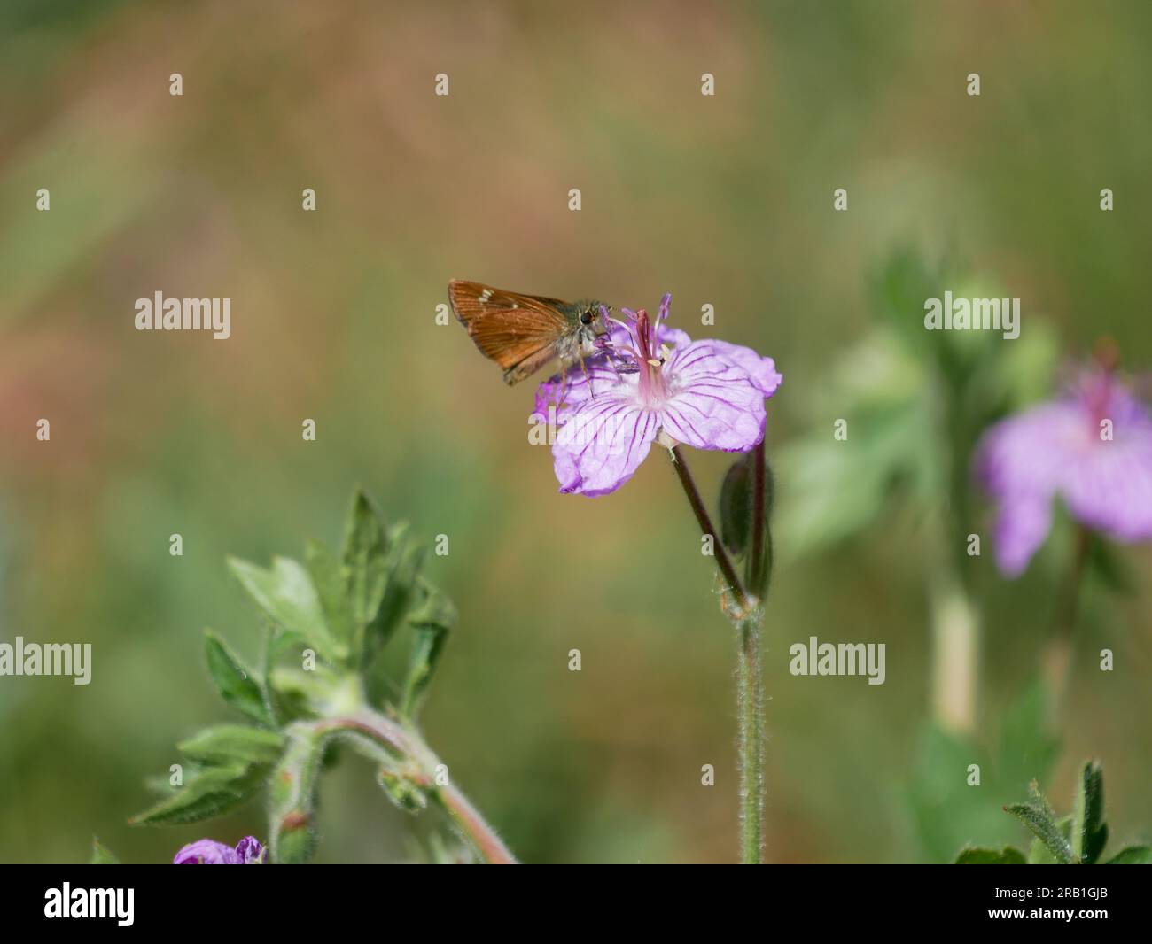 Russet skipperling hi-res stock photography and images - Alamy
