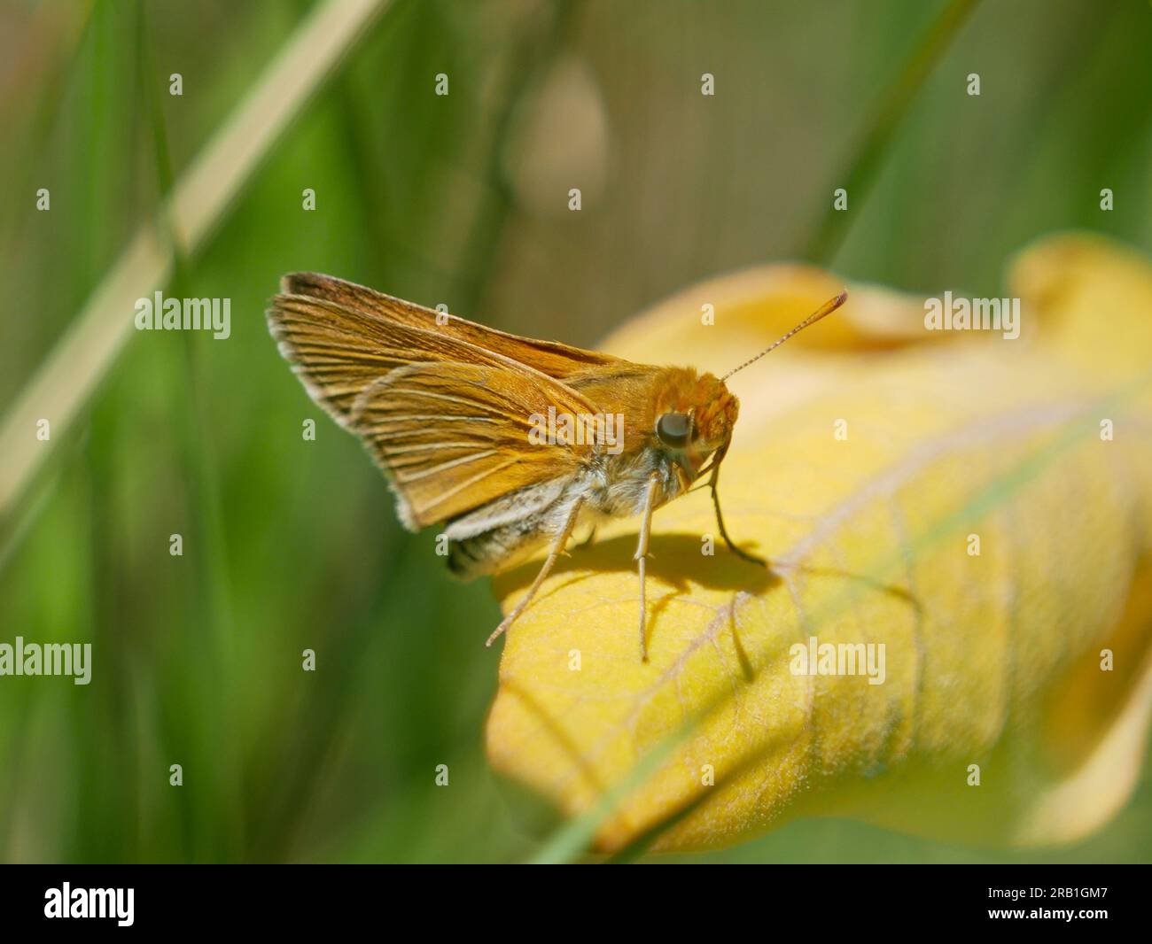 Two-spotted skipper Euphyes bimacula butterfly Stock Photo - Alamy