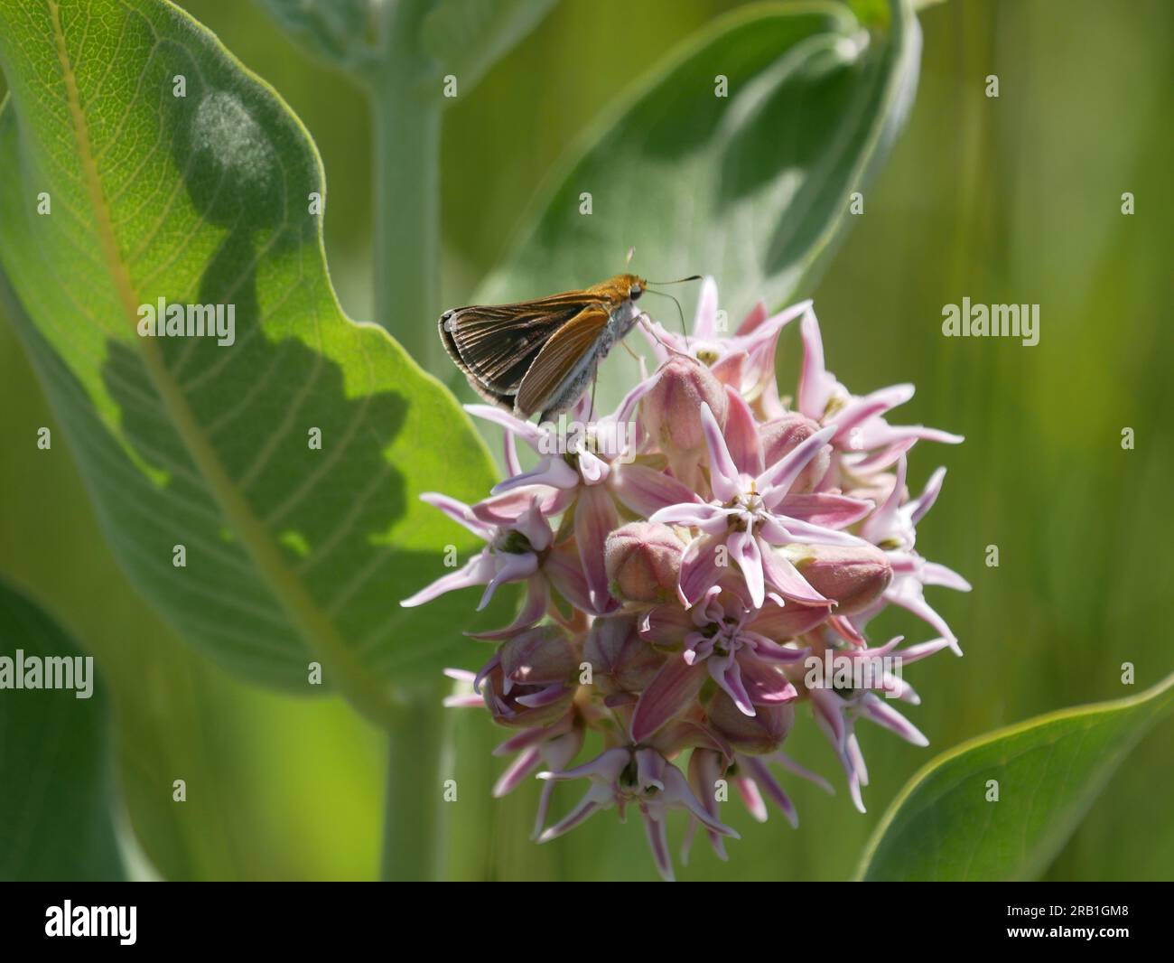 Two-spotted skipper Euphyes bimacula butterfly Stock Photo - Alamy