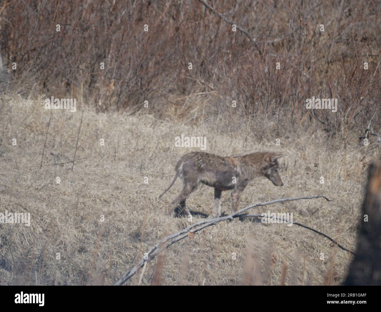 Mangy hi-res stock photography and images - Alamy