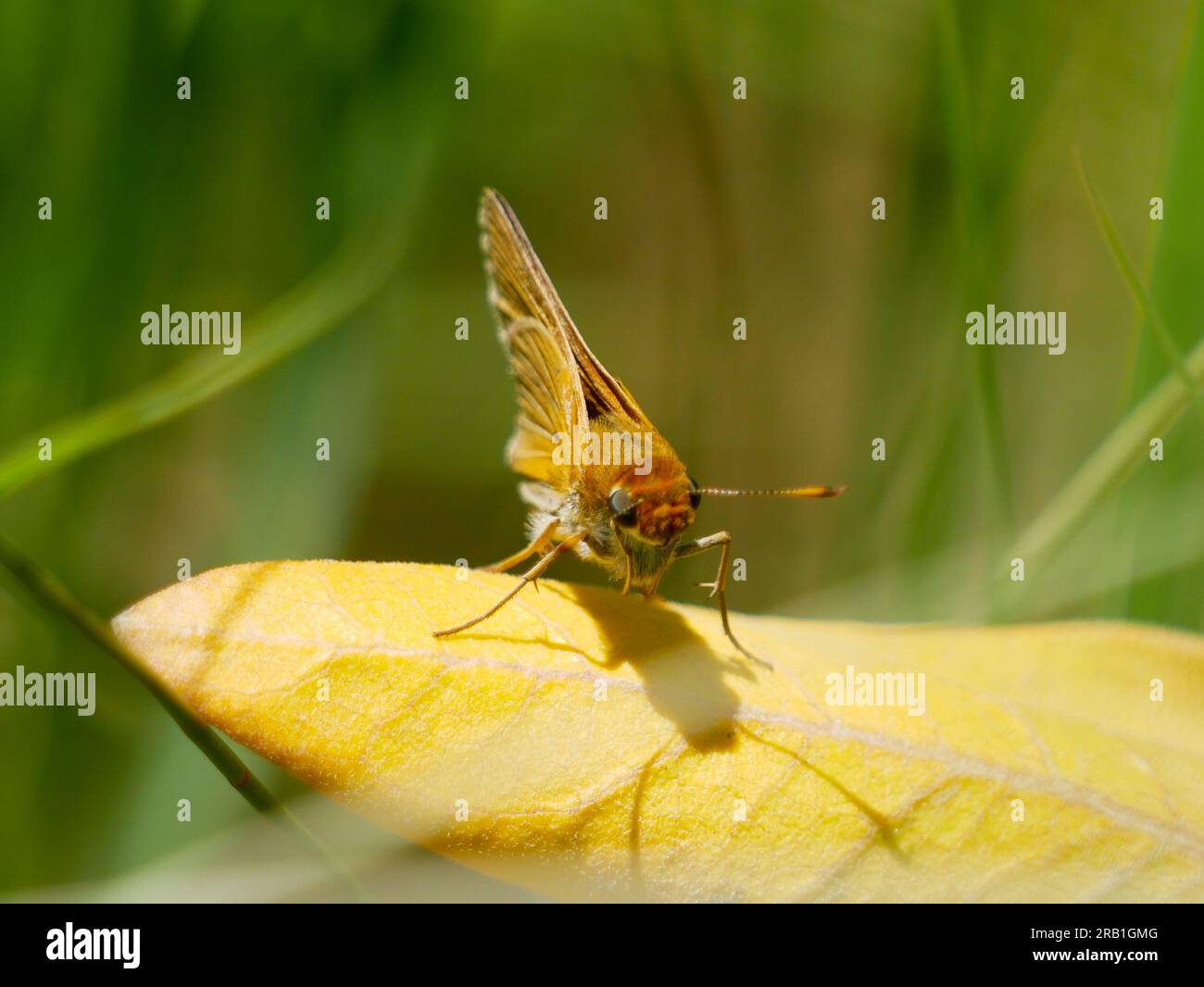 Two-spotted skipper Euphyes bimacula butterfly Stock Photo - Alamy