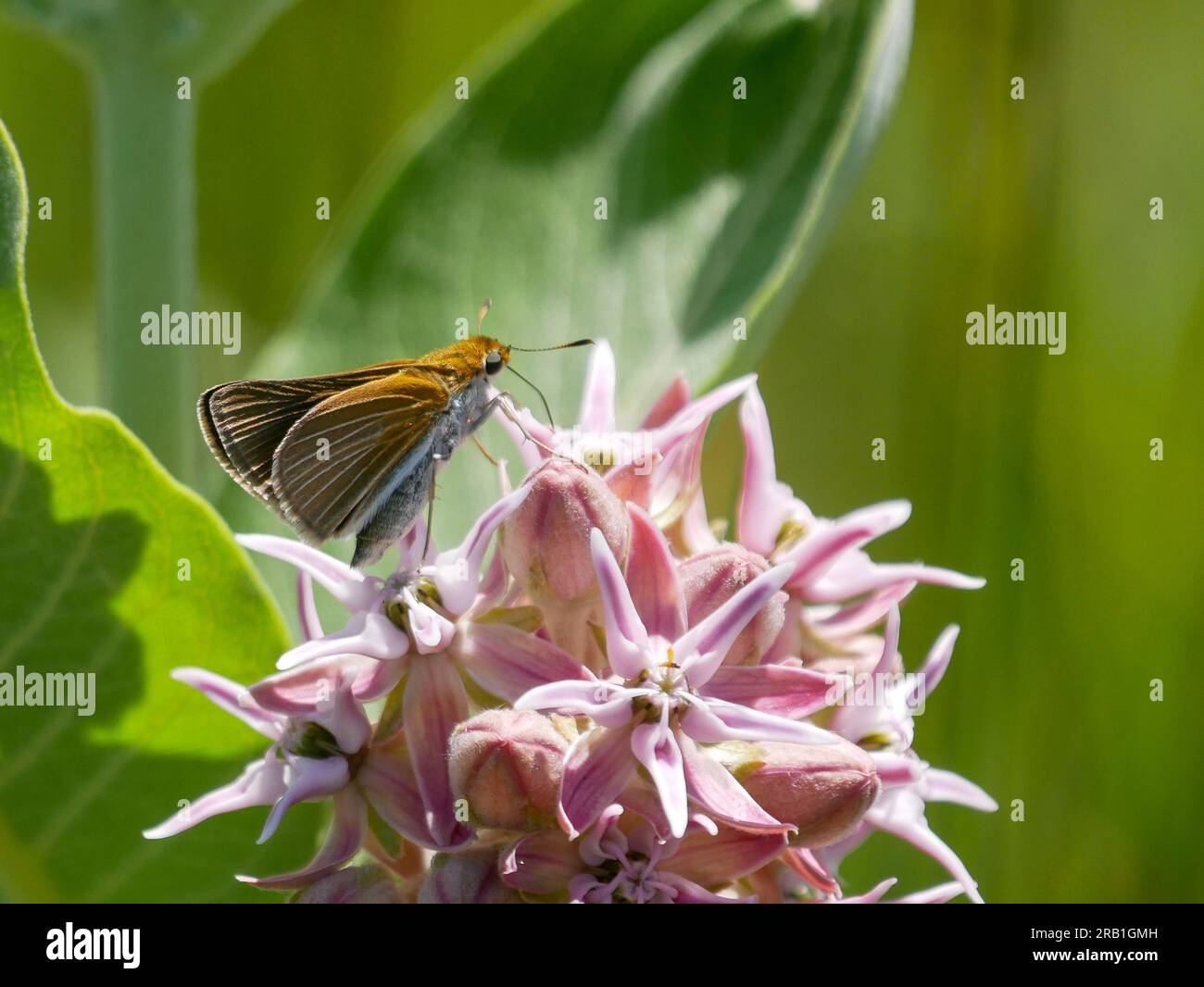 Two-spotted skipper Euphyes bimacula butterfly Stock Photo - Alamy