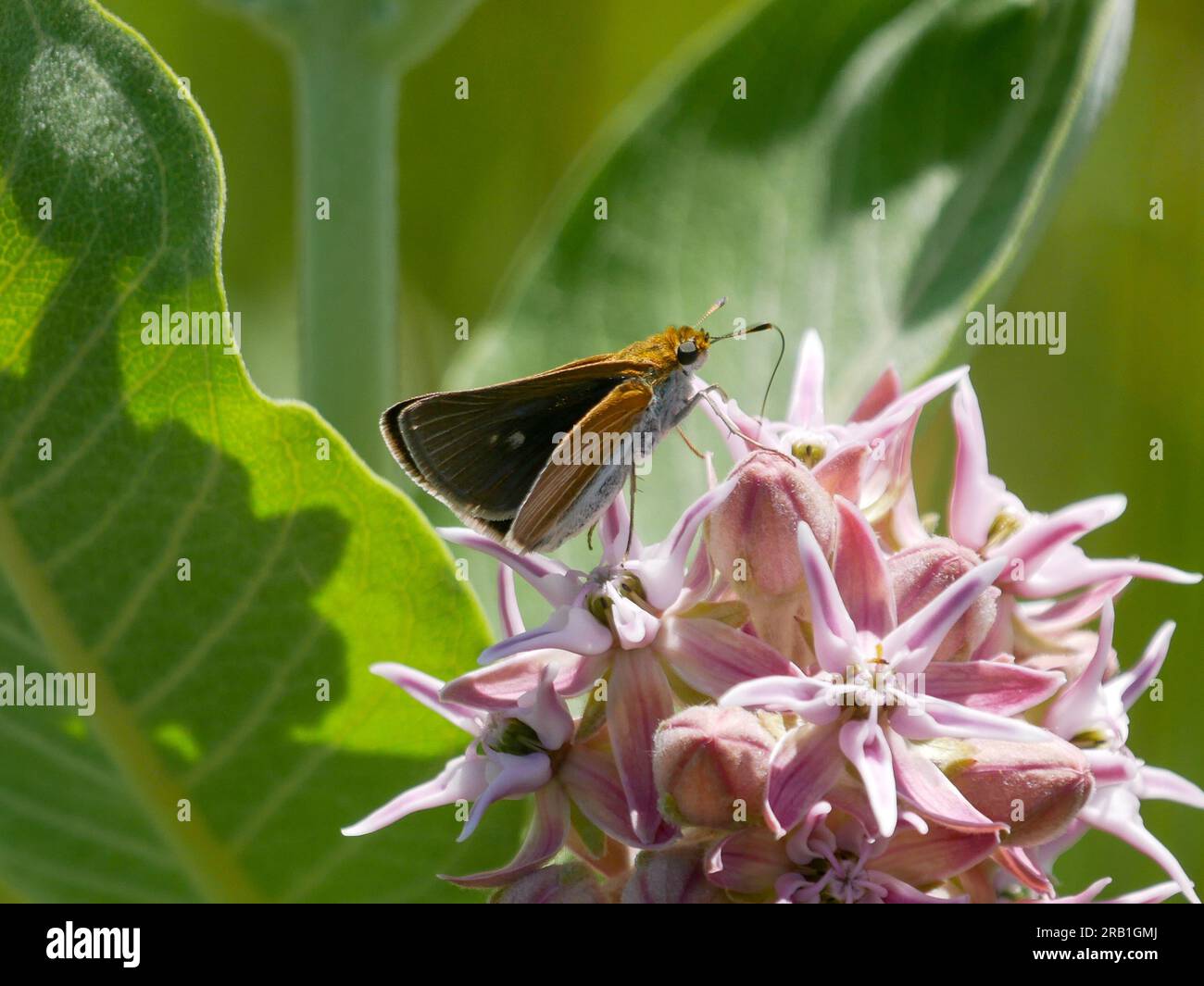 Two-spotted skipper Euphyes bimacula butterfly Stock Photo - Alamy
