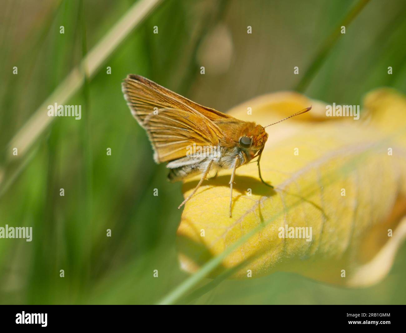 Two-spotted skipper Euphyes bimacula butterfly Stock Photo - Alamy