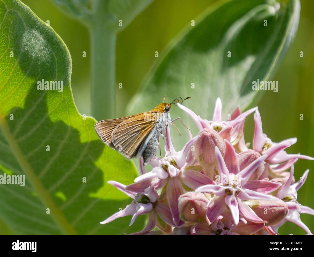 Two-spotted skipper Euphyes bimacula butterfly Stock Photo - Alamy