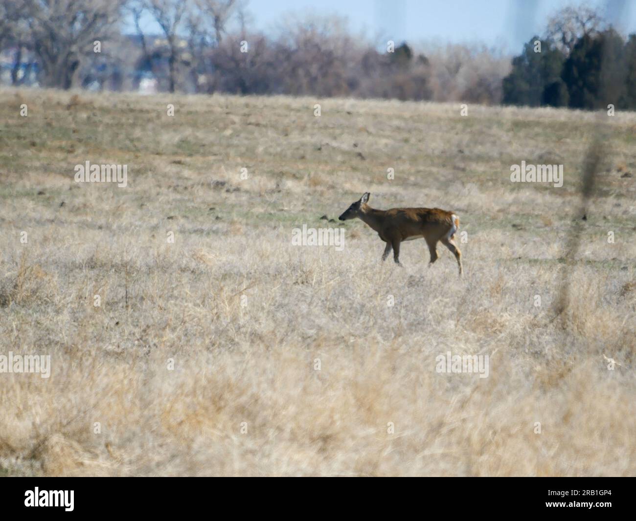 mule deer in the prairie Stock Photo - Alamy