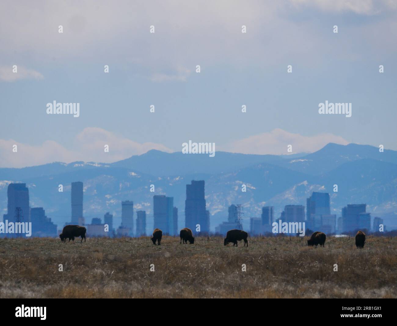 American bison with Denver skyline and rocky mountains Stock Photo - Alamy