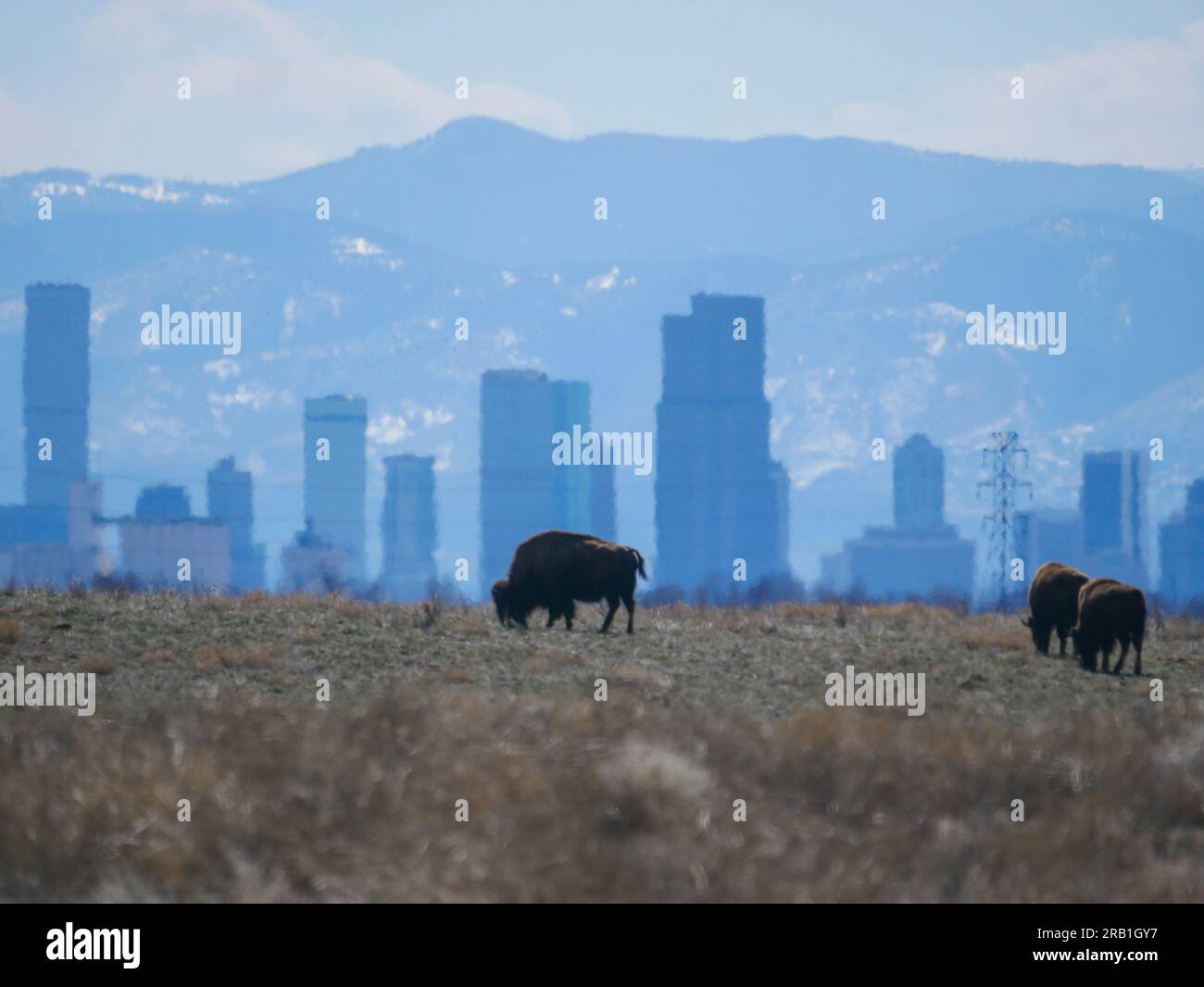 American bison with Denver skyline and rocky mountains Stock Photo - Alamy