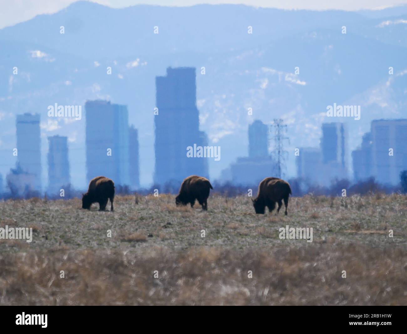 American bison with Denver skyline and rocky mountains Stock Photo - Alamy
