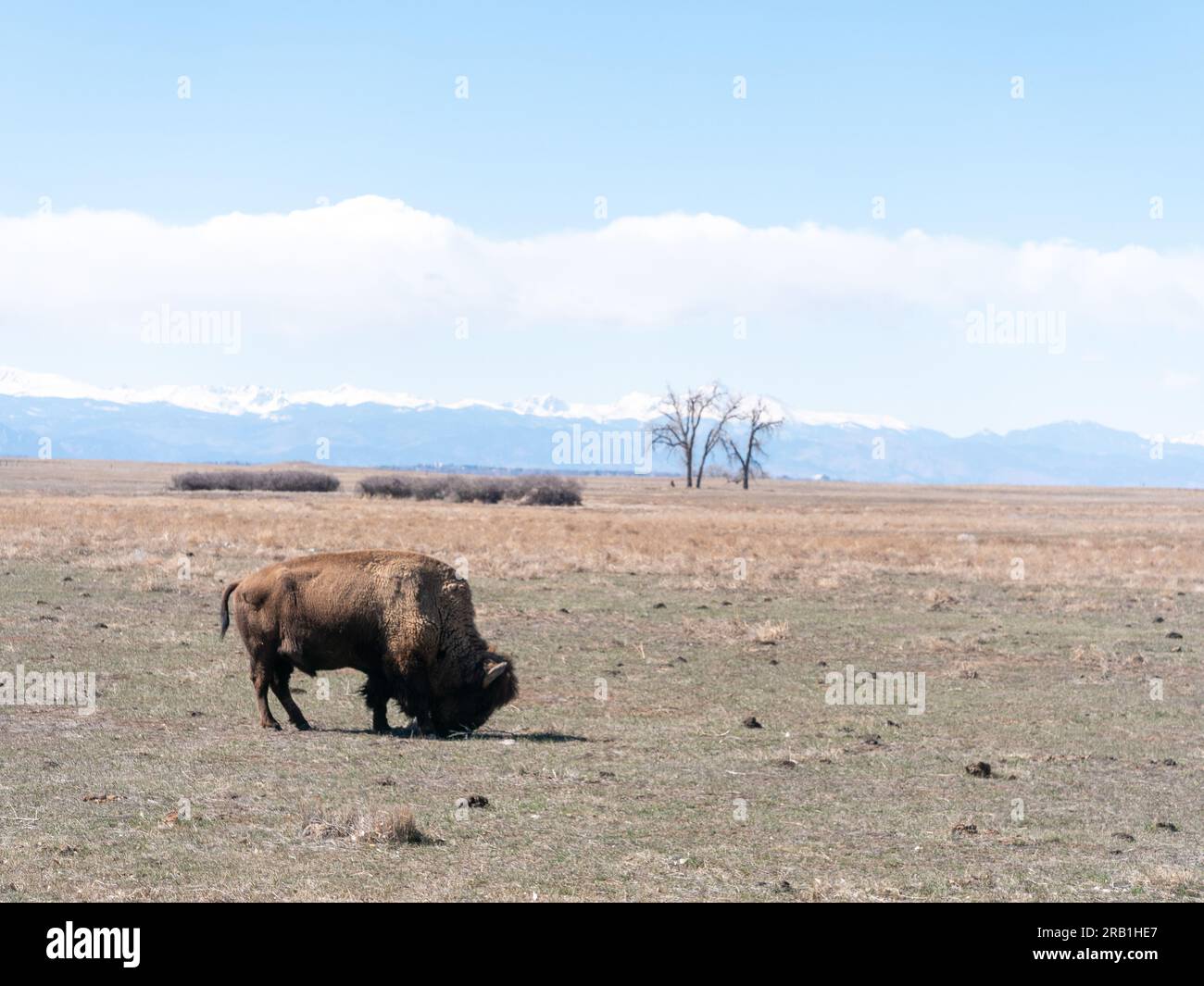 Bison with mountain range hi-res stock photography and images - Alamy