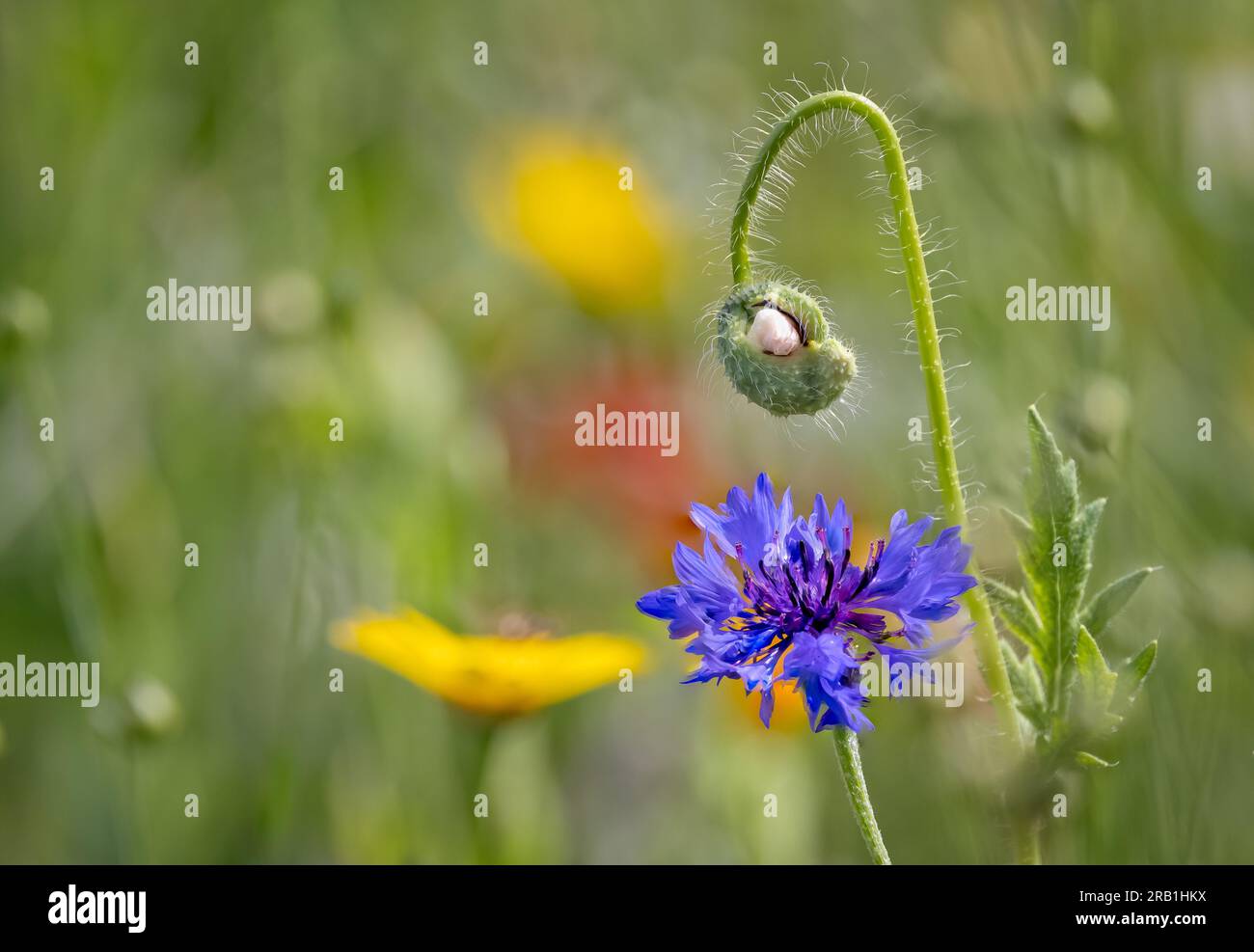 Close up of a single blue wild cornflower in wild flower meadow with ...