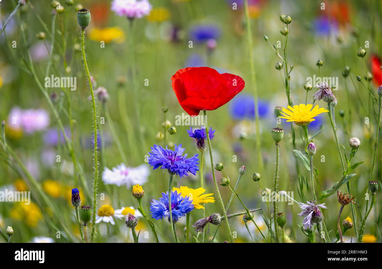 Garden red poppy hi-res stock photography and images - Alamy