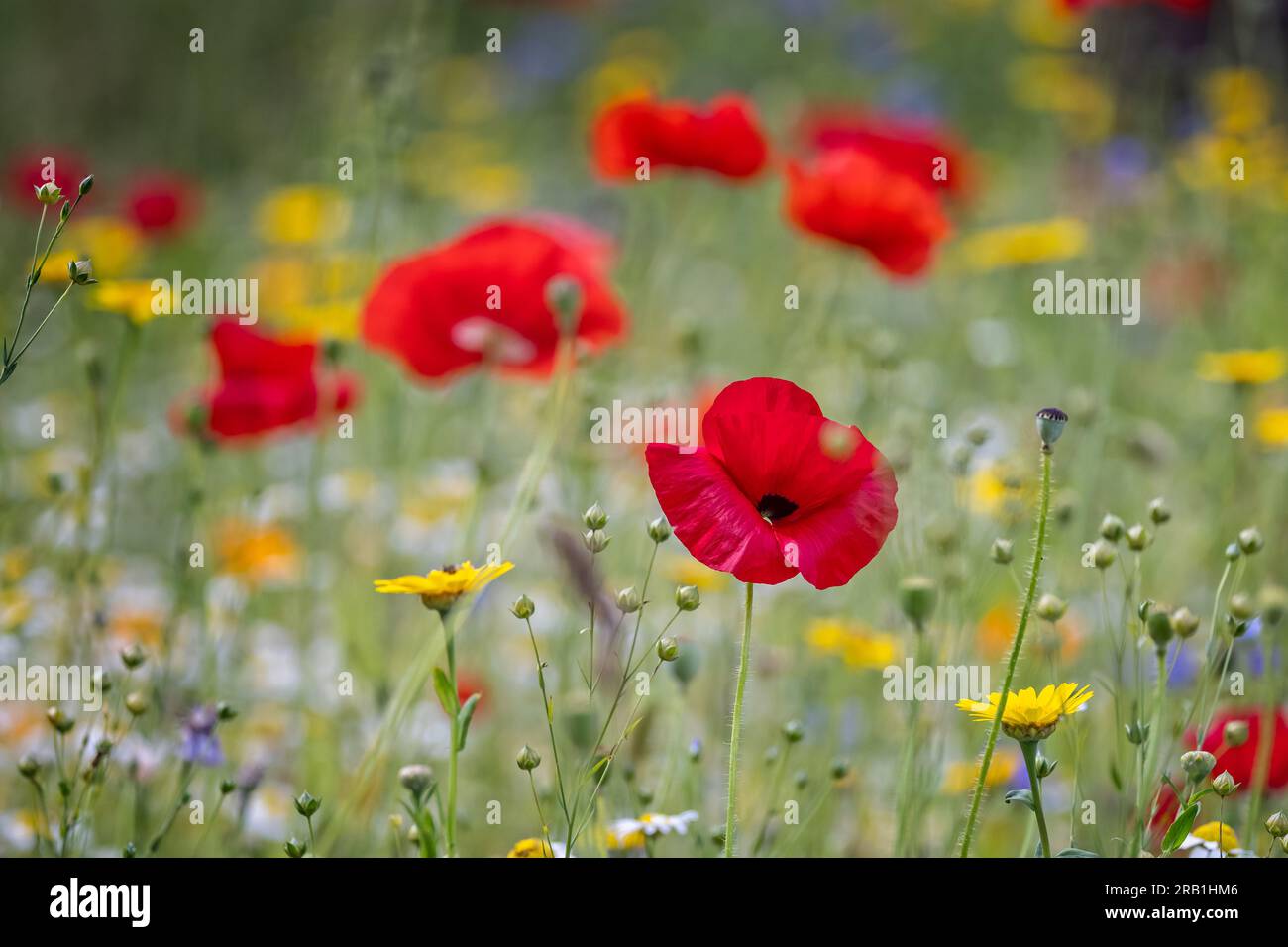 Garden red poppy hi-res stock photography and images - Alamy