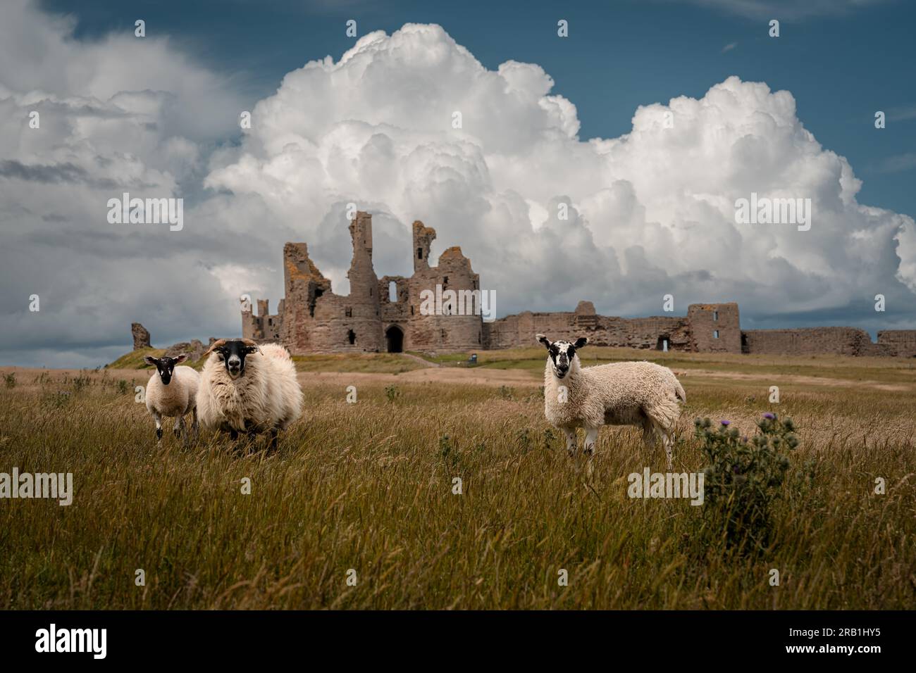 Three sheep standing and staring straight at the camera with ...