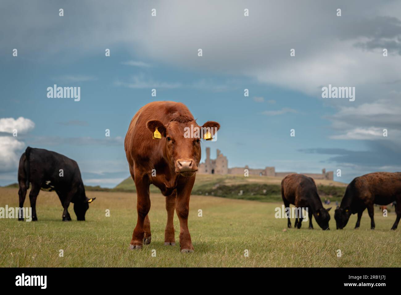 A brown cow stares right into the camera with Dunstanburgh Castle ...