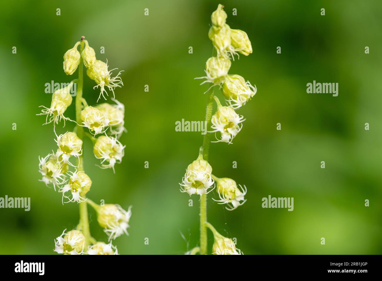 Close up of bigflower tellima (tellima grandiflora) flowers in bloom ...