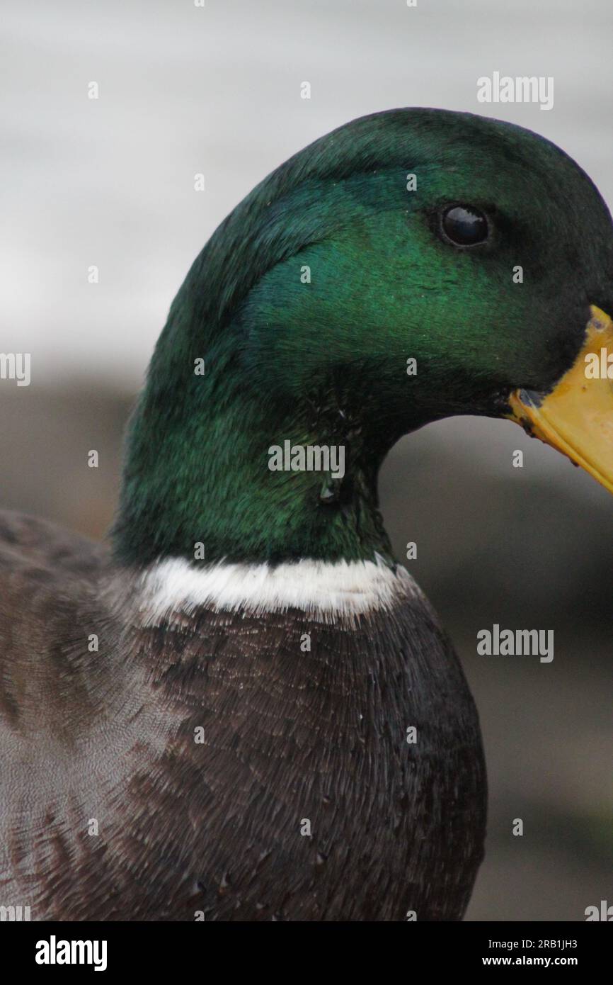 Close up of the head of a duck Stock Photo - Alamy