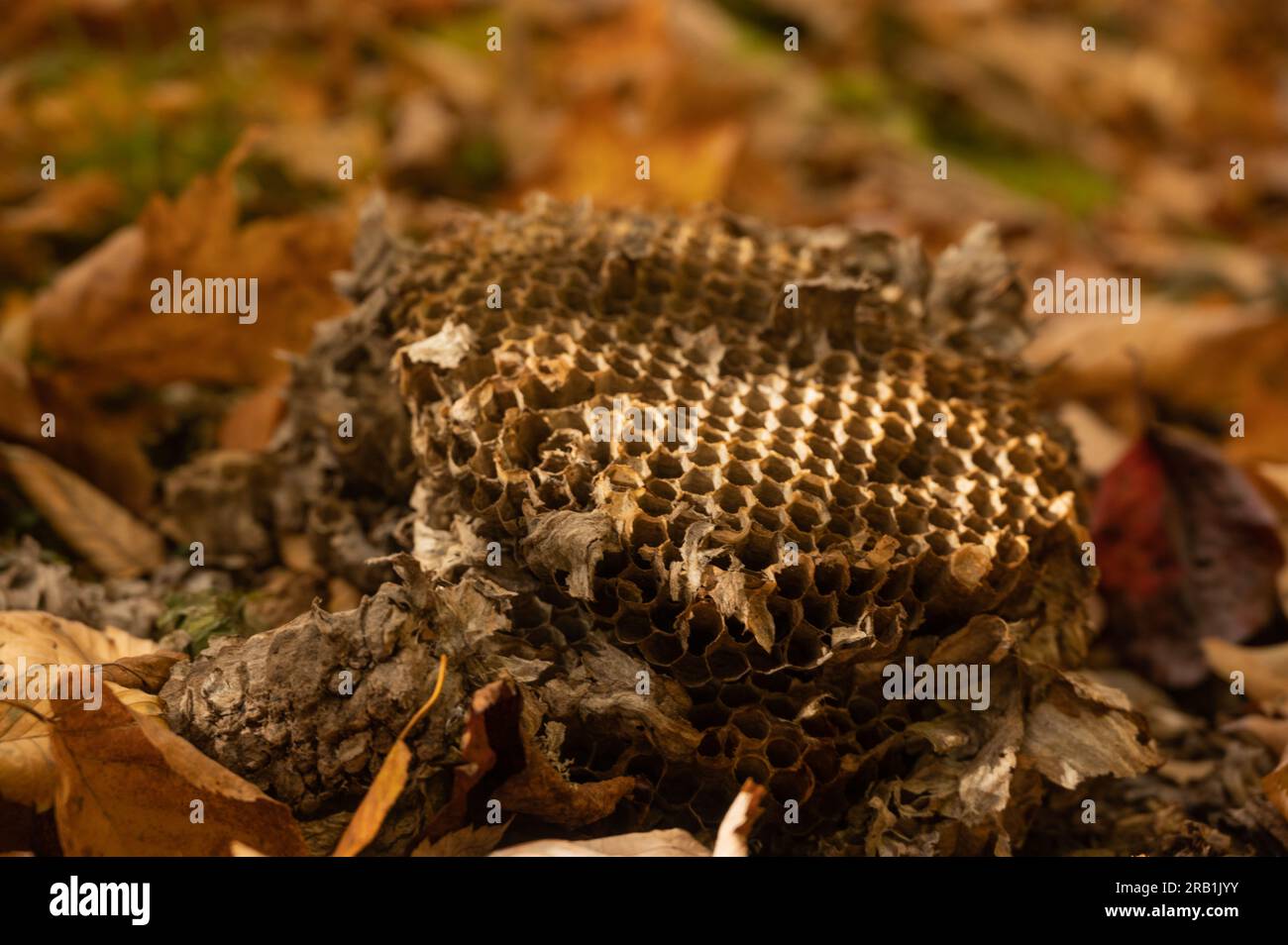 Fallen of nest hi-res stock photography and images - Alamy