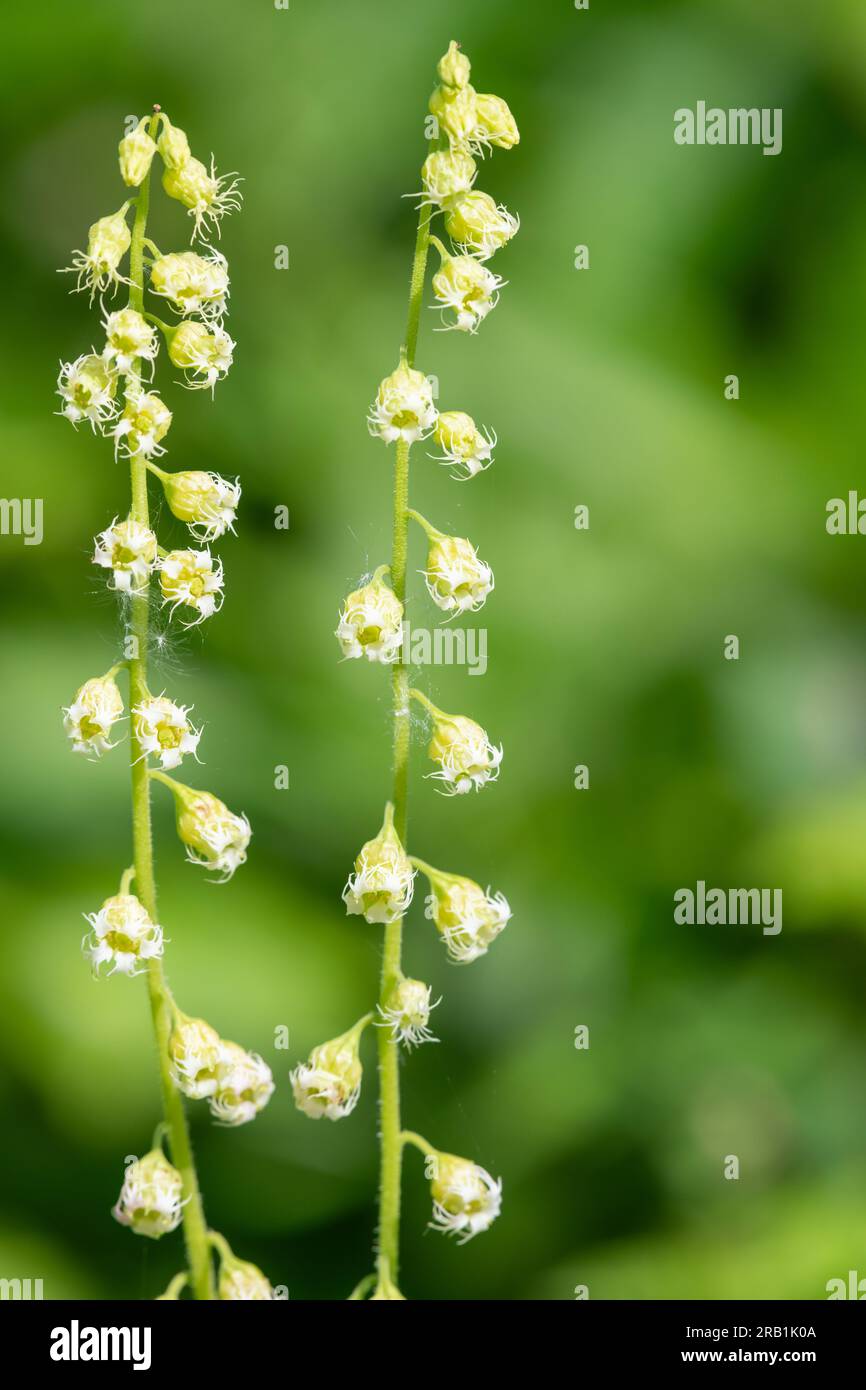 Close up of bigflower tellima (tellima grandiflora) flowers in bloom ...