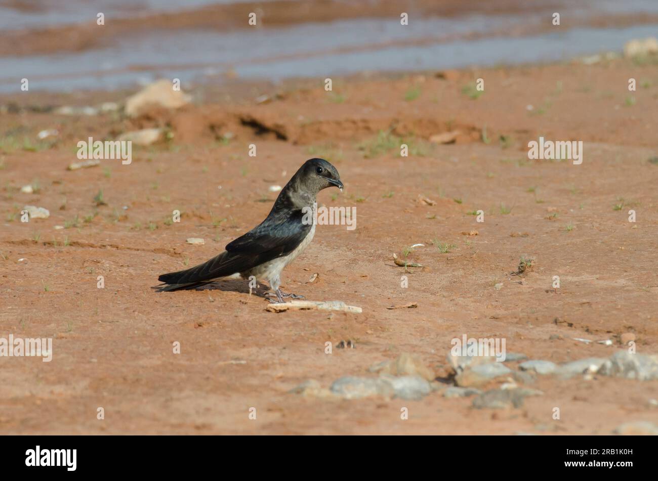 Purple Martin, Progne subis, female Stock Photo - Alamy