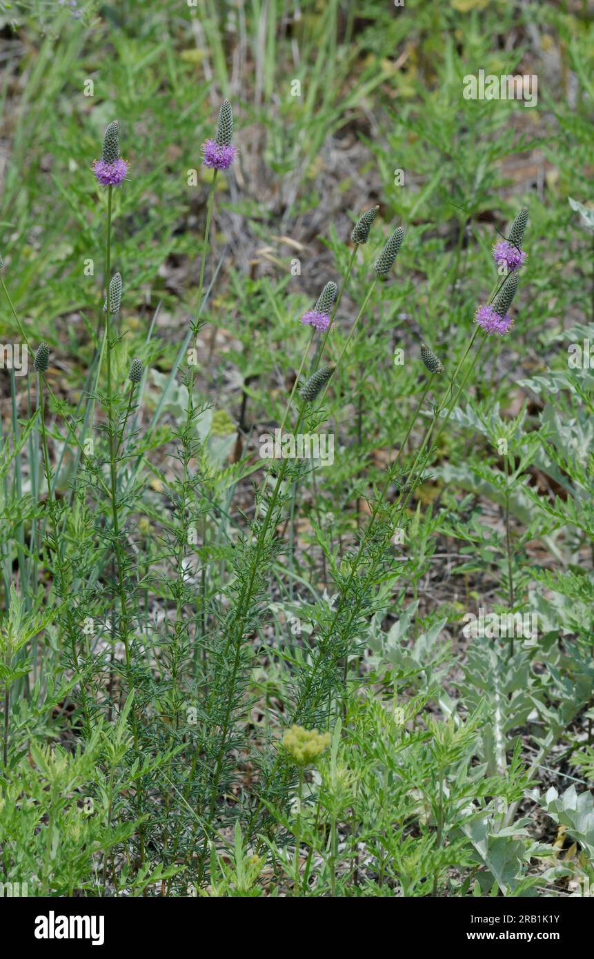Purple prairie wildflower hi-res stock photography and images - Alamy