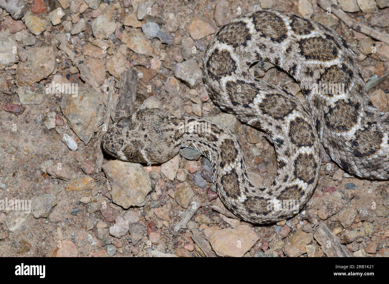Western Diamondback Rattlesnake, Crotalus atrox Stock Photo - Alamy