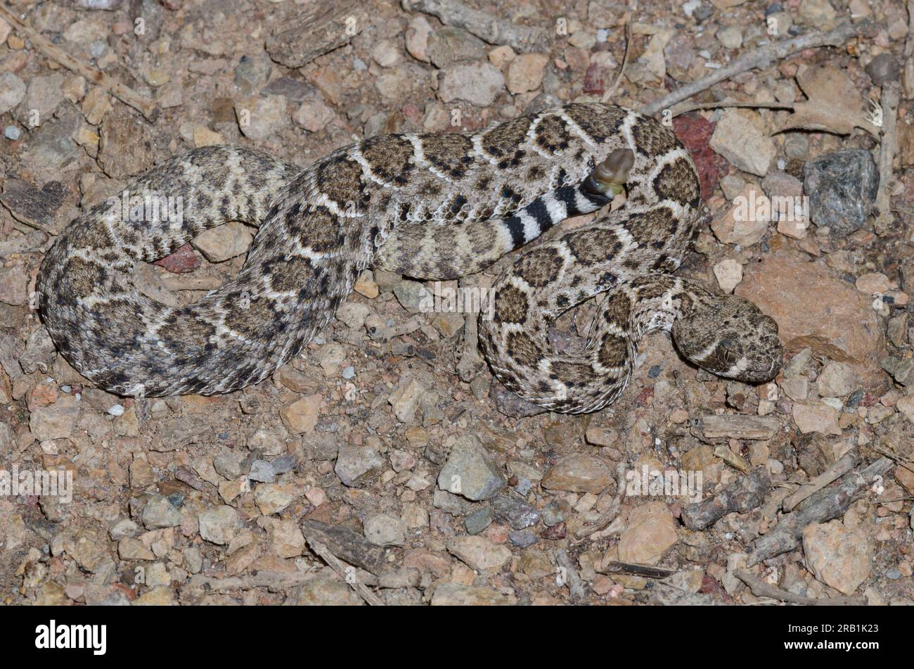 Western Diamondback Rattlesnake, Crotalus atrox Stock Photo - Alamy