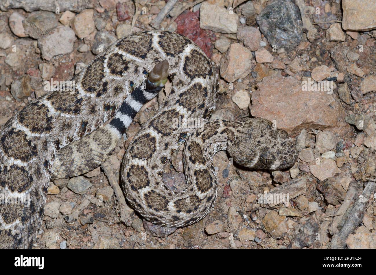 Western Diamondback Rattlesnake, Crotalus atrox Stock Photo - Alamy