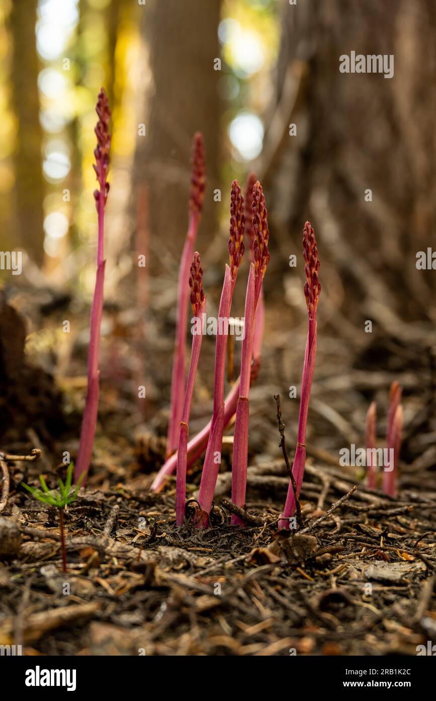Asparagus trail hi-res stock photography and images - Alamy