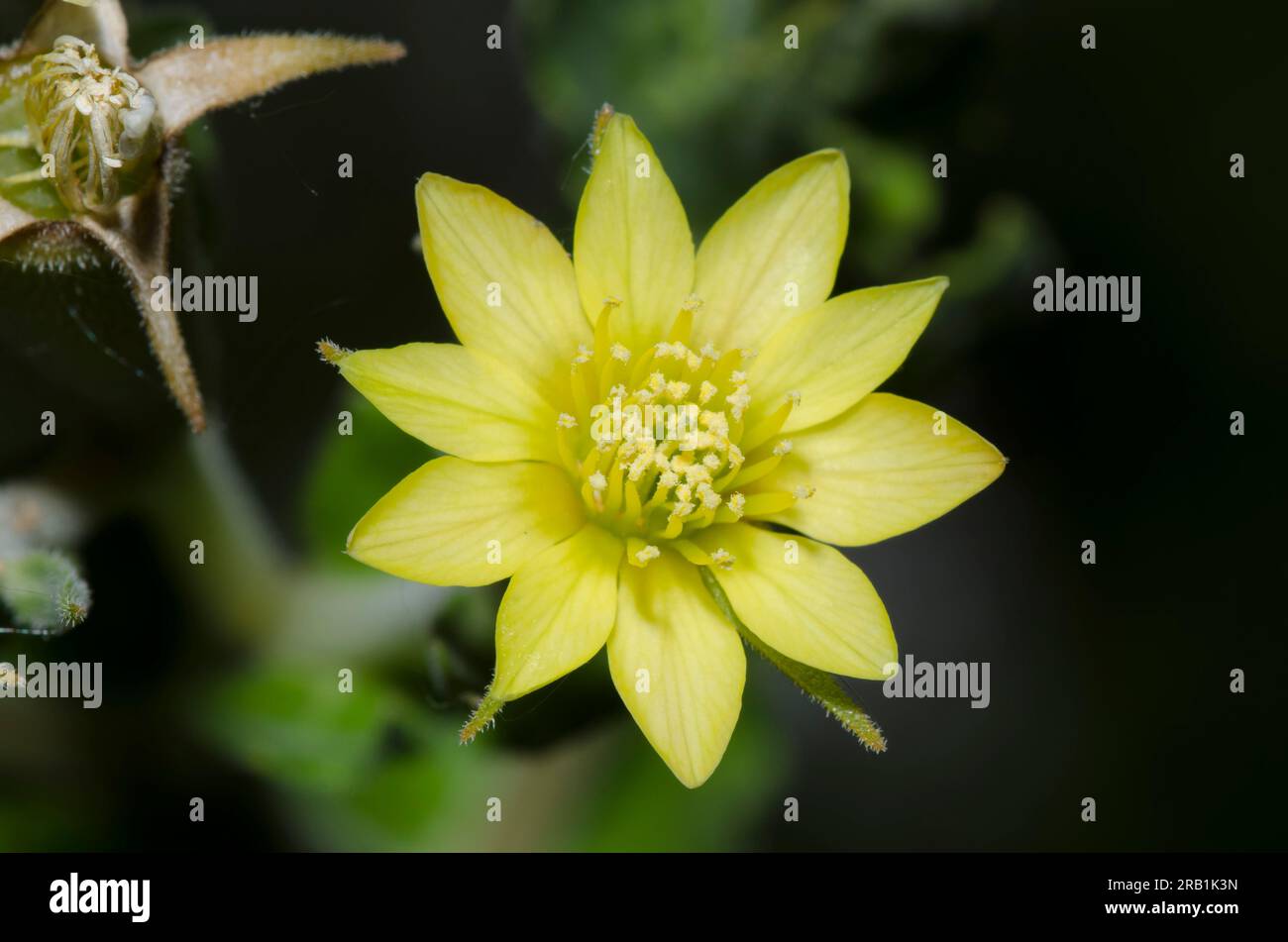 Wavyleaf Blazingstar, Mentzelia albescens Stock Photo - Alamy