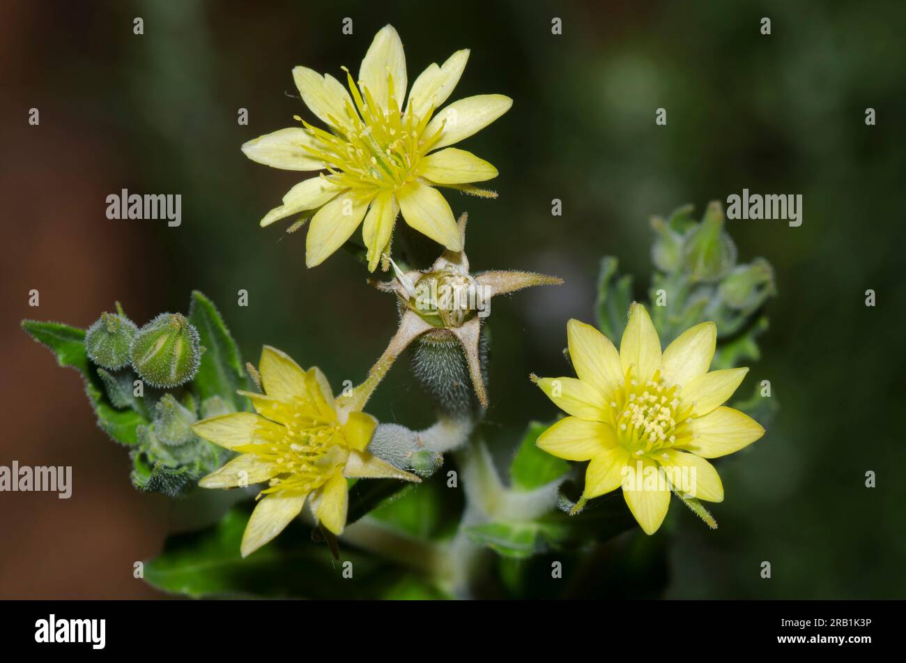 Wavyleaf Blazingstar, Mentzelia albescens Stock Photo - Alamy