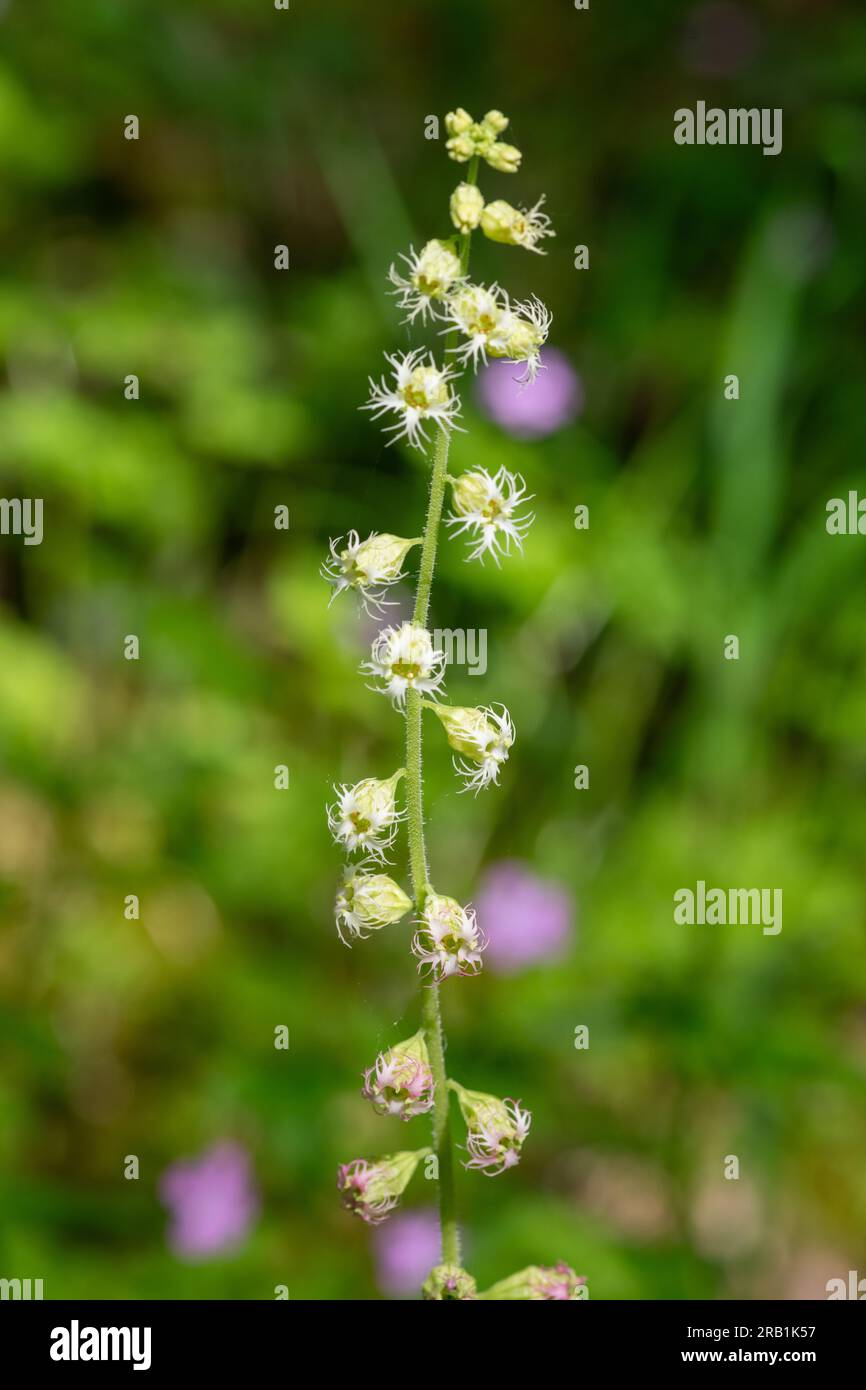 Close up of bigflower tellima (tellima grandiflora) flowers in bloom ...