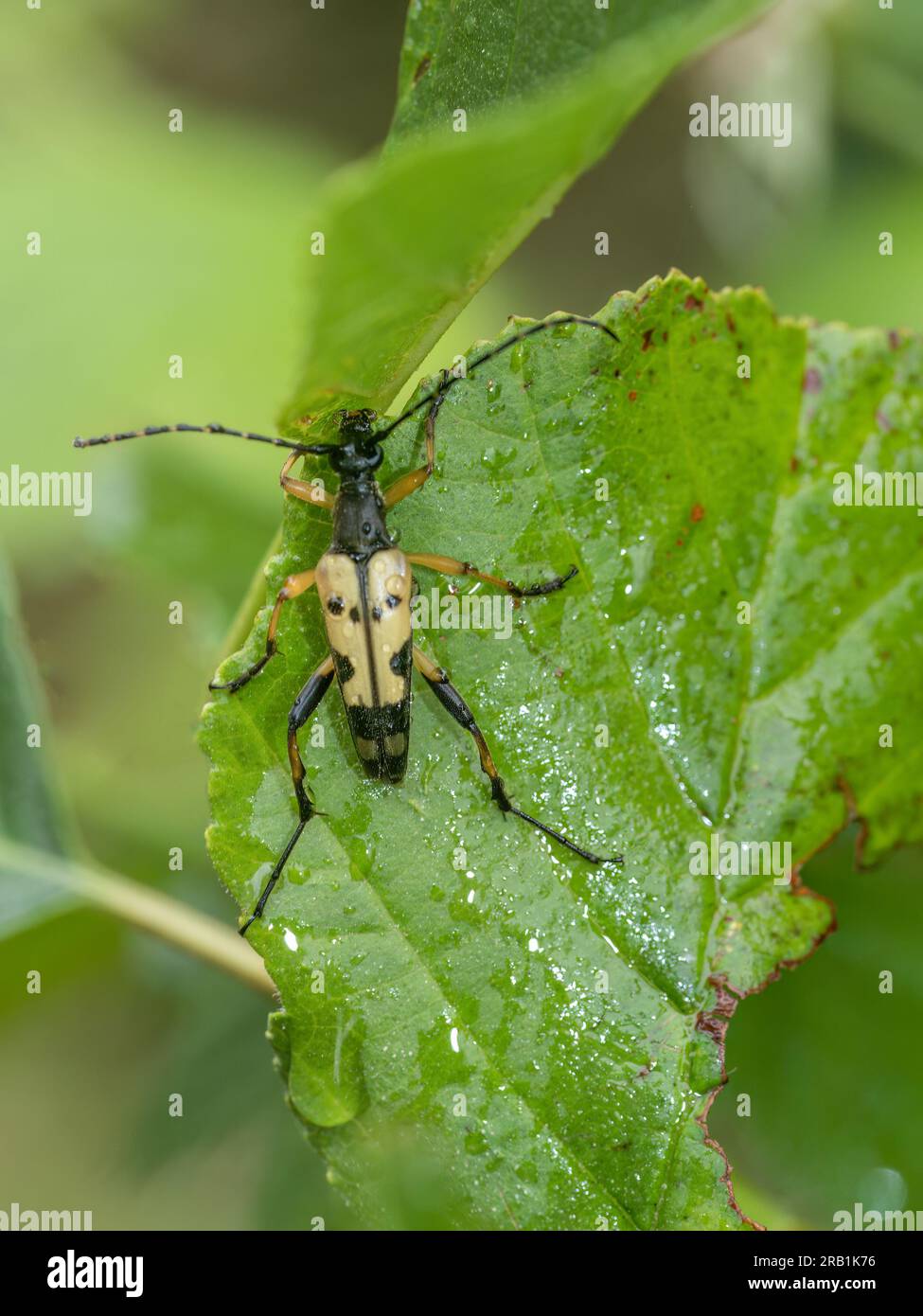 Yellow and black spotted longhorn beetle - Rutpela maculata. UK Stock ...