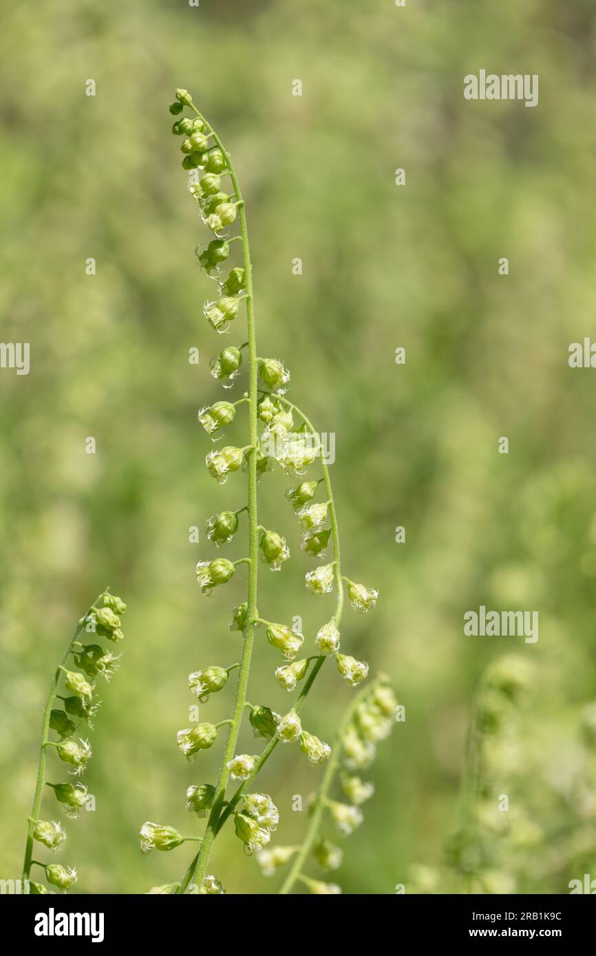 Close up of bigflower tellima (tellima grandiflora) flowers in bloom ...