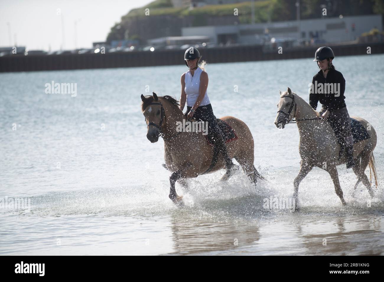 horses cooling off on ther first trip to the beach weymouth dorset ...