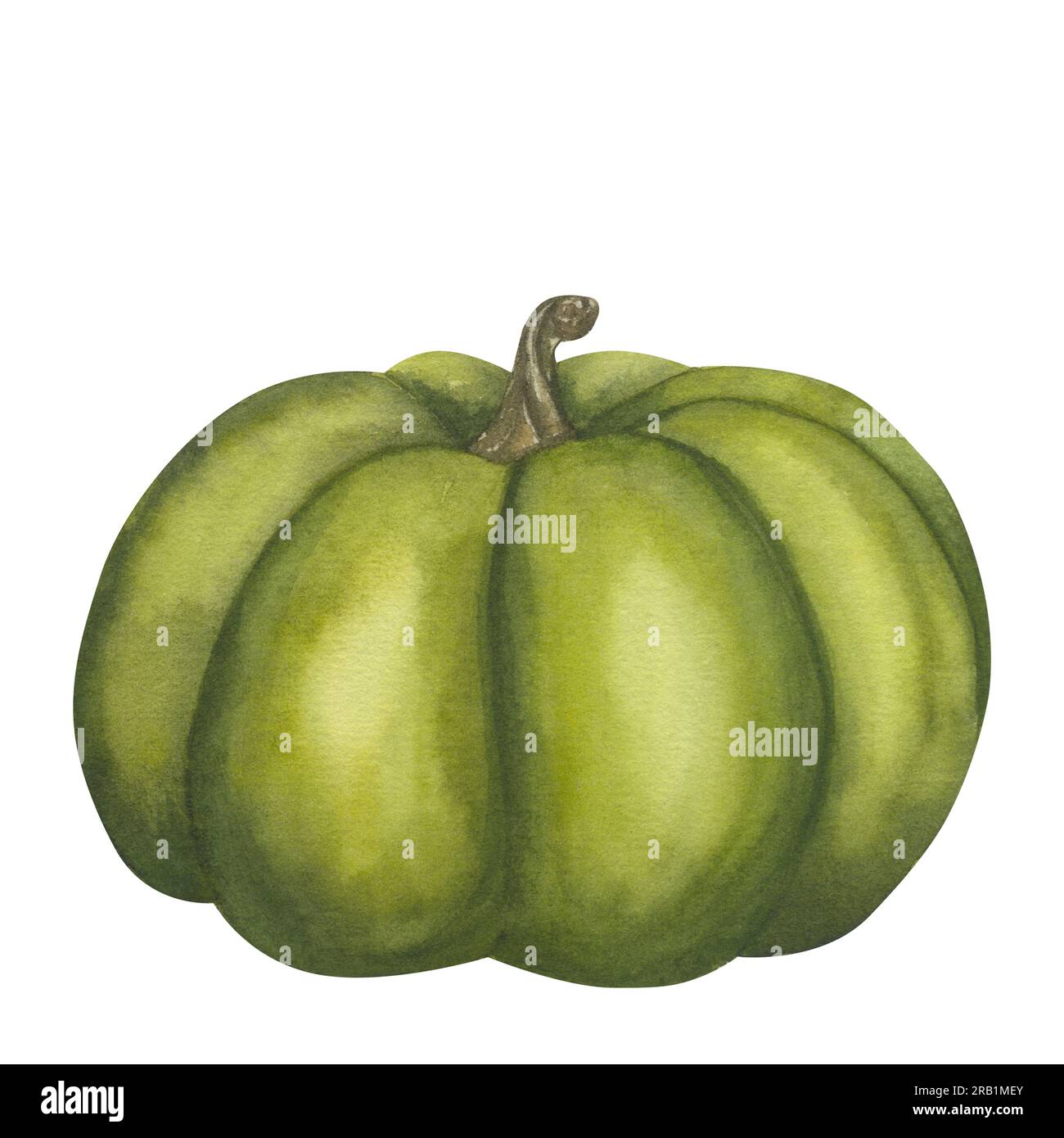 Green pumpkin clipart. Thanksgiving Day or harvest festival. Hand drawn ...