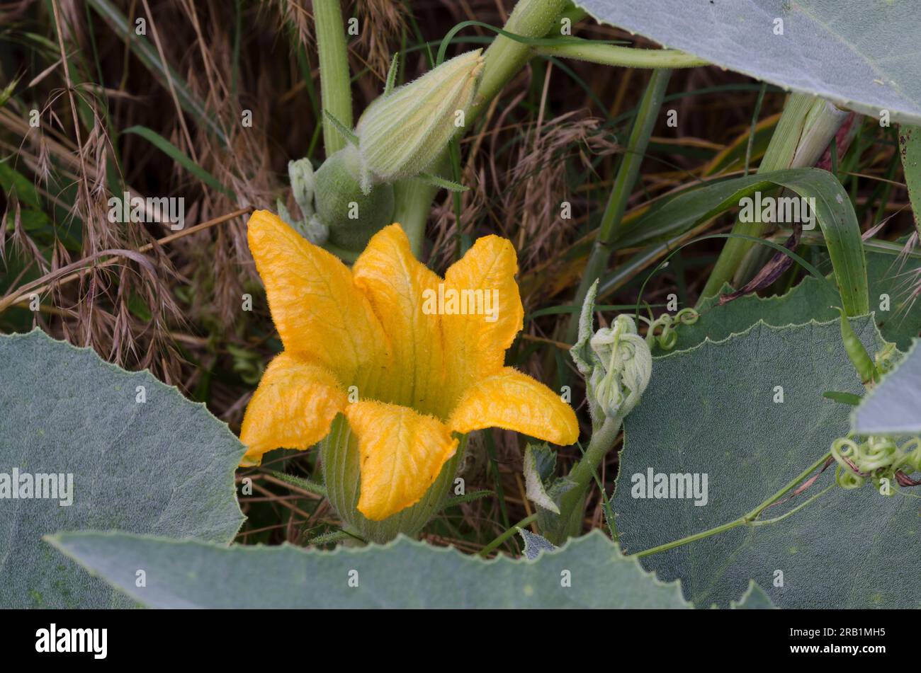Buffalo gourd hi-res stock photography and images - Alamy