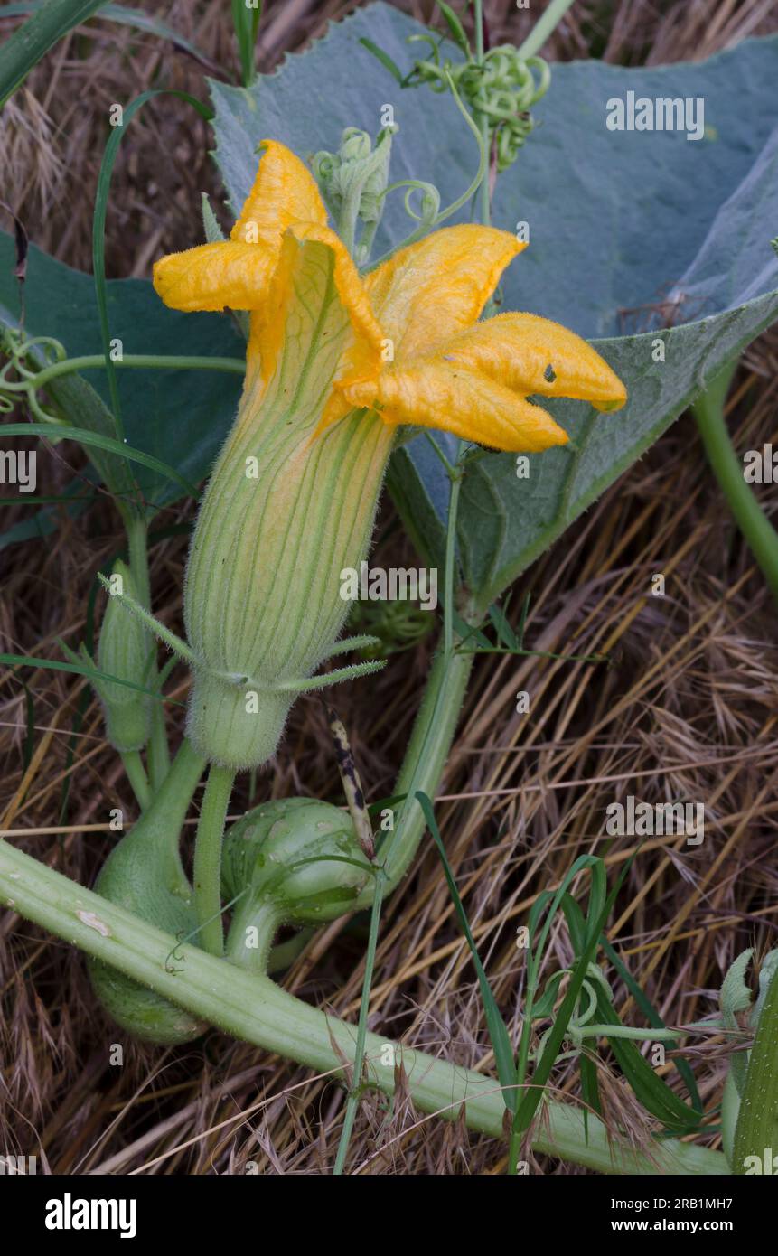 Buffalo Gourd, Cucurbita foetidissima Stock Photo - Alamy