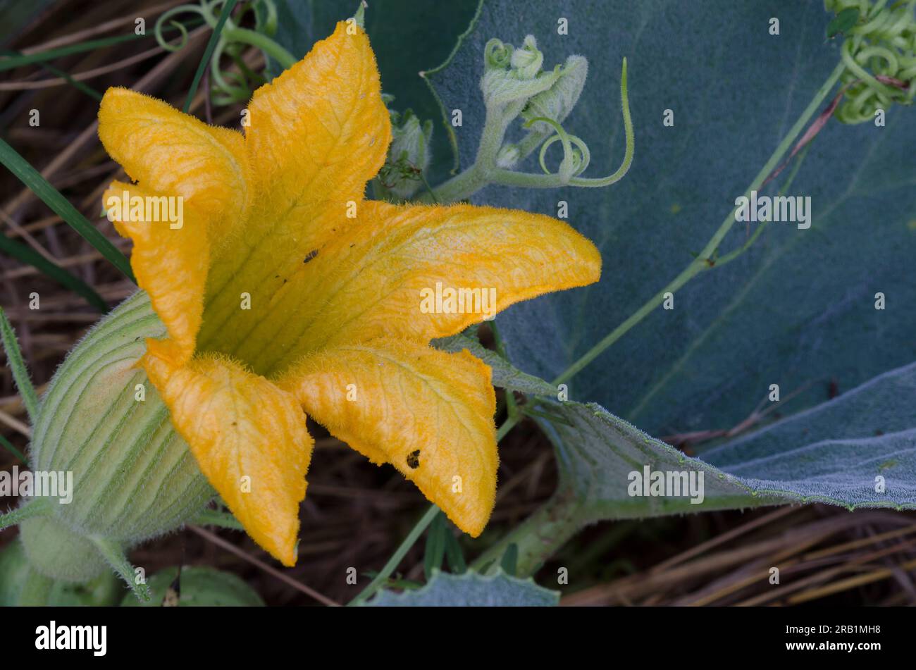Buffalo Gourd, Cucurbita foetidissima Stock Photo - Alamy