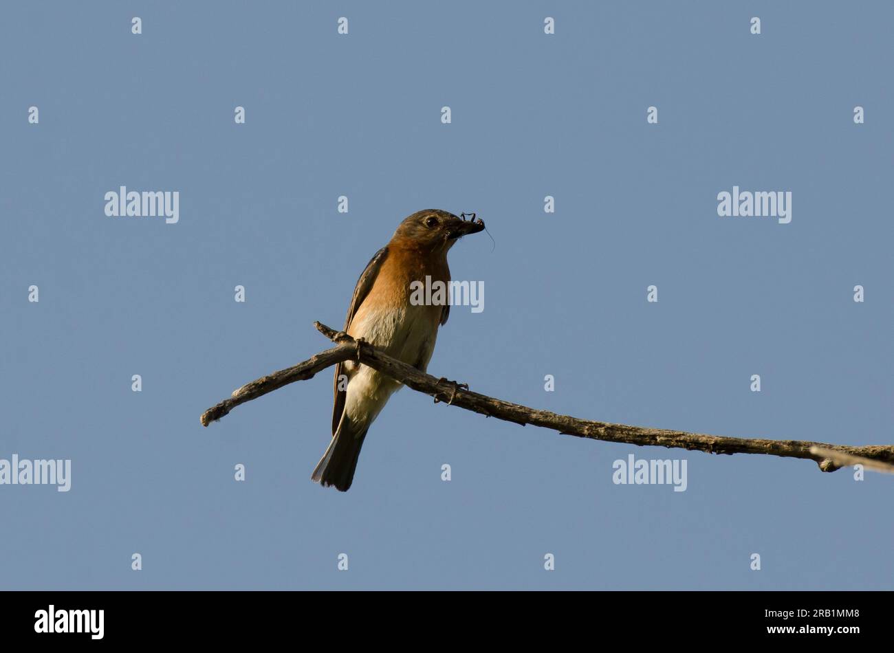 Eastern Bluebird, Sialia sialis, with Field Cricket, Gryllus sp., prey ...
