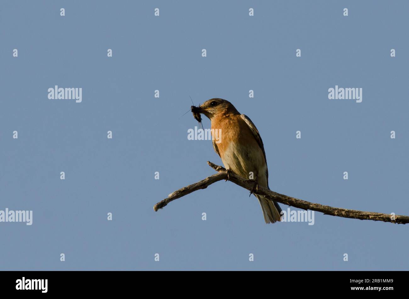 Eastern Bluebird, Sialia sialis, with Field Cricket, Gryllus sp., prey ...