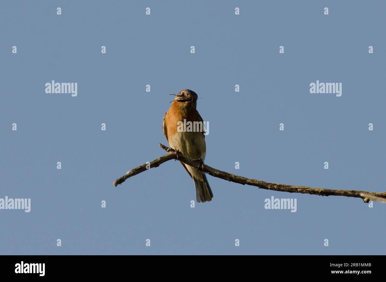 Eastern Bluebird, Sialia sialis, with Field Cricket, Gryllus sp., prey ...