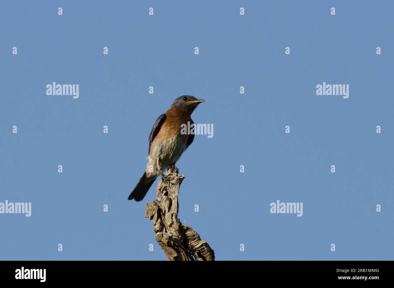 Eastern Bluebird, Sialia sialis Stock Photo - Alamy