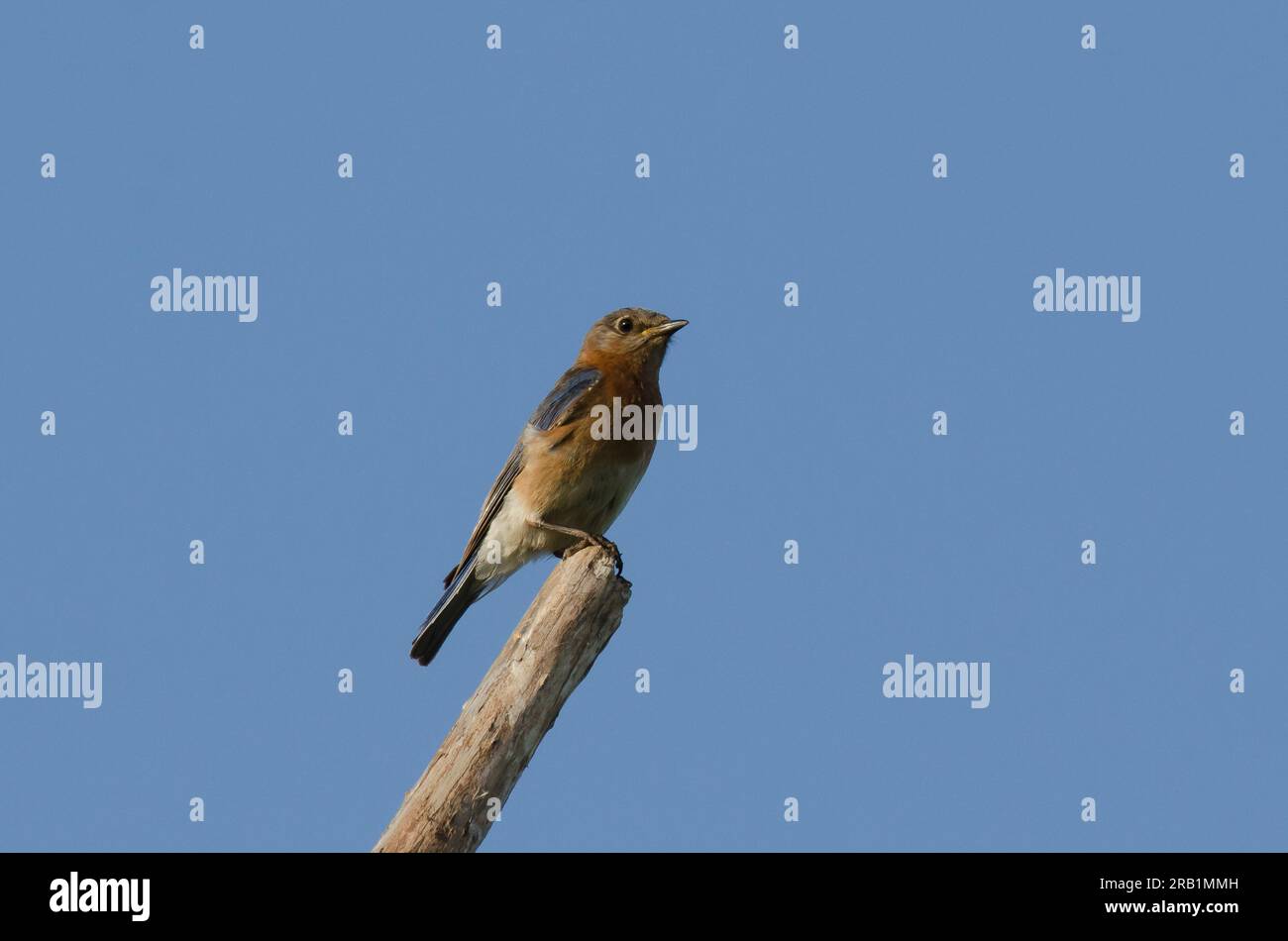 Eastern Bluebird, Sialia sialis Stock Photo - Alamy
