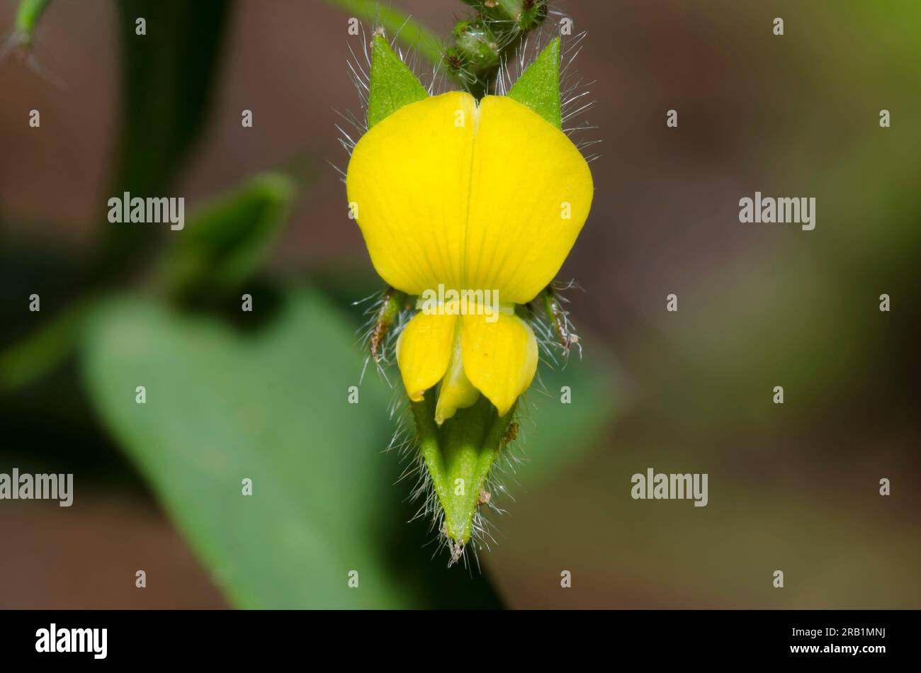 Arrowhead Rattlebox, Crotalaria sagittalis Stock Photo - Alamy