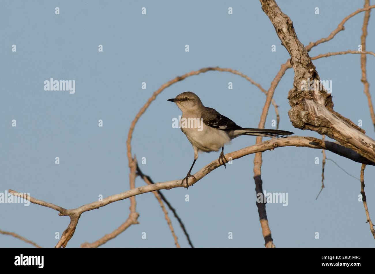 Mockingbird mocking bird hi-res stock photography and images - Alamy