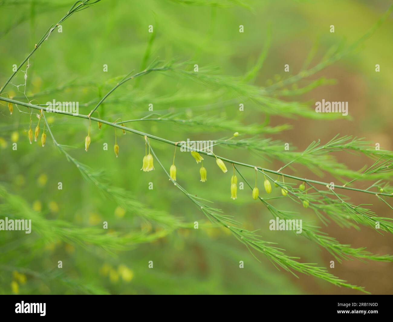 Asparagus bio flower blossom green harvest Asparagus officinalis farmer ...