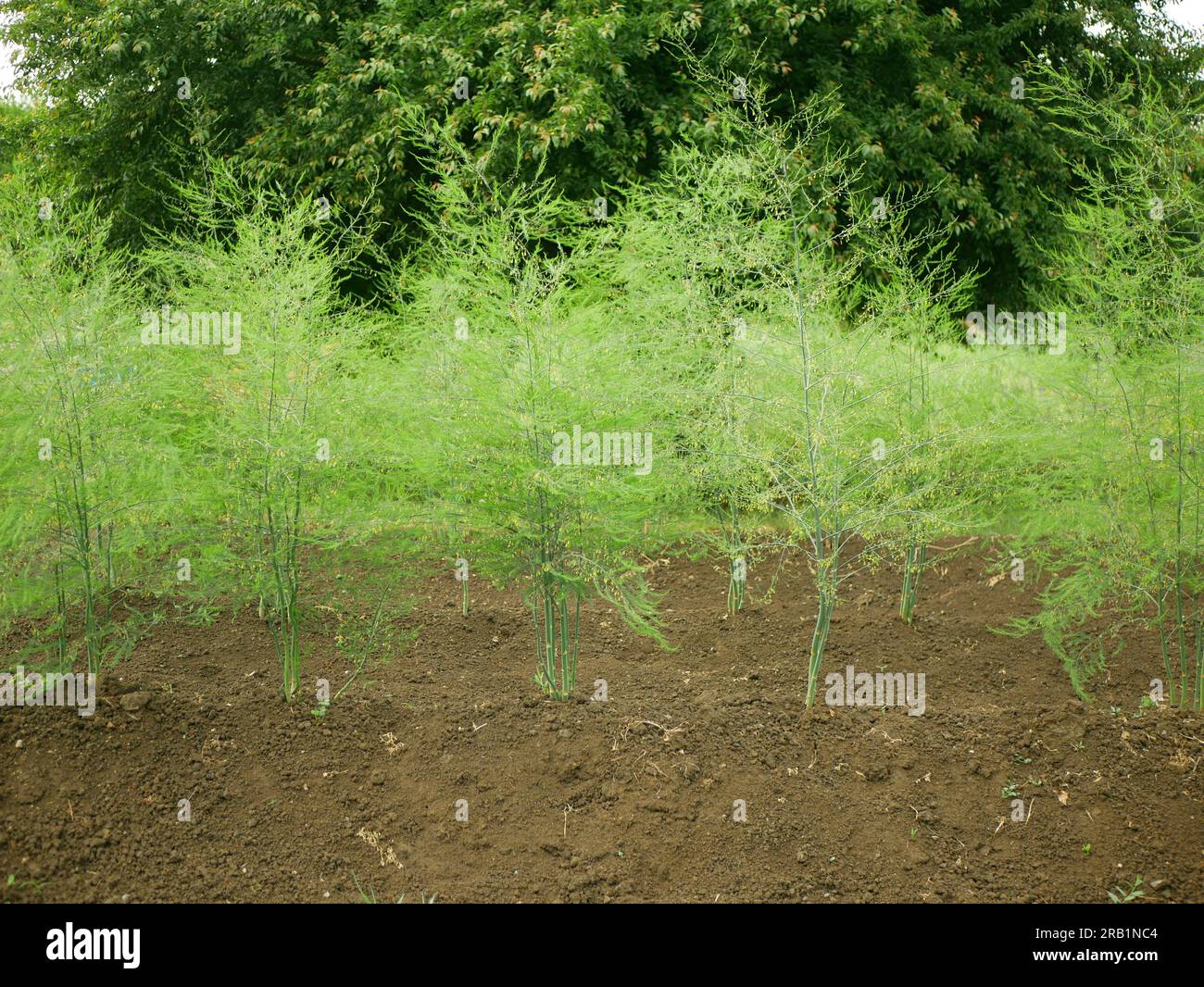 Asparagus bio flower blossom green harvest Asparagus officinalis farmer ...