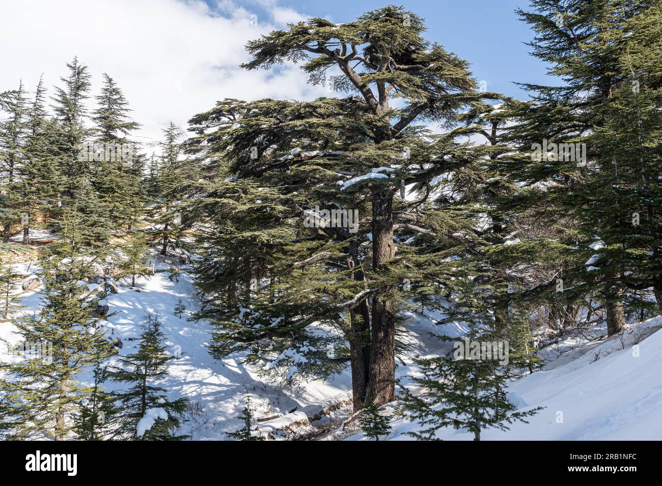 Cedars on mount lebanon hi-res stock photography and images - Alamy